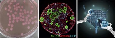 Lab-Grown Three-Dimensionally Reconstituted Organoids That Are Just ...