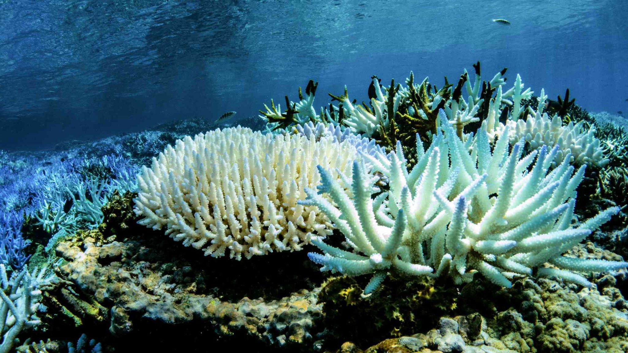 Coral Reefs Face Extinction Without Immediate Global Emission ...