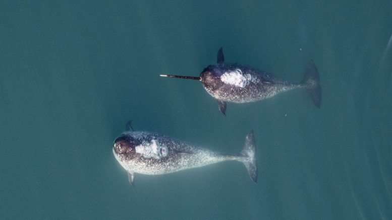 Researchers Shed Light on the Mysterious Lives of Narwhals