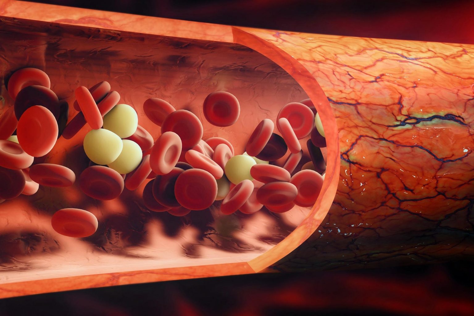 Anti-aging Protein in Red Blood Cells Helps Prevent Mental Decline ...