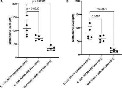 New Study Reveals: Methionine Restriction Could Reverse Old-Age Obesity