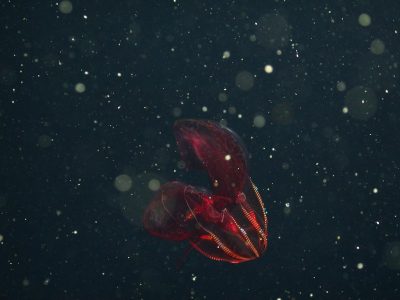 Stunning Diversity of Comb Jellies Revealed Through Genetic Probes