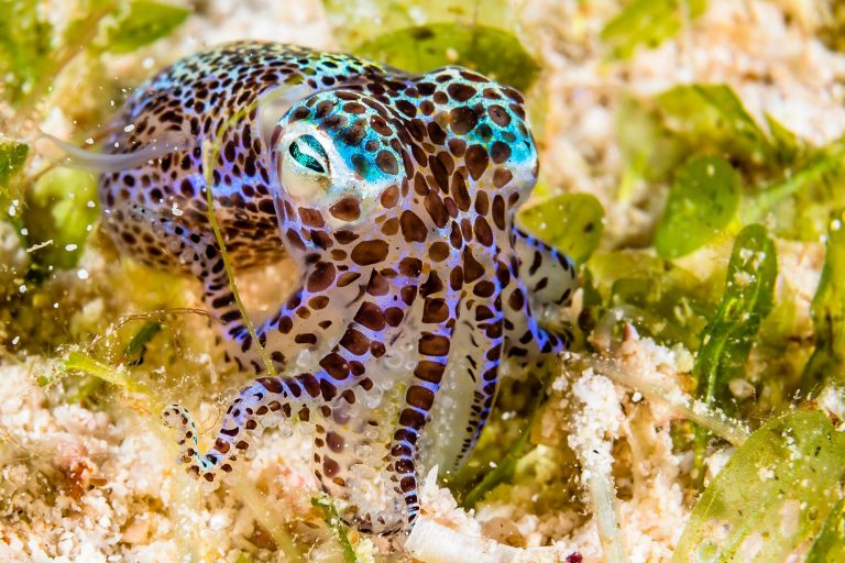 Diversity of Tiny Bobtail Squid Driven by Major Ancient Biogeographic Events
