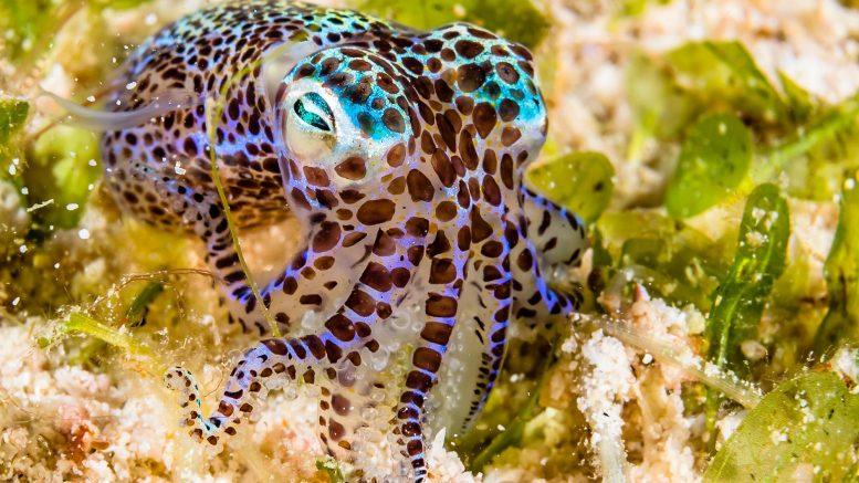 Amazing Video Captures Squid Using Color-Matching Camouflage for the ...