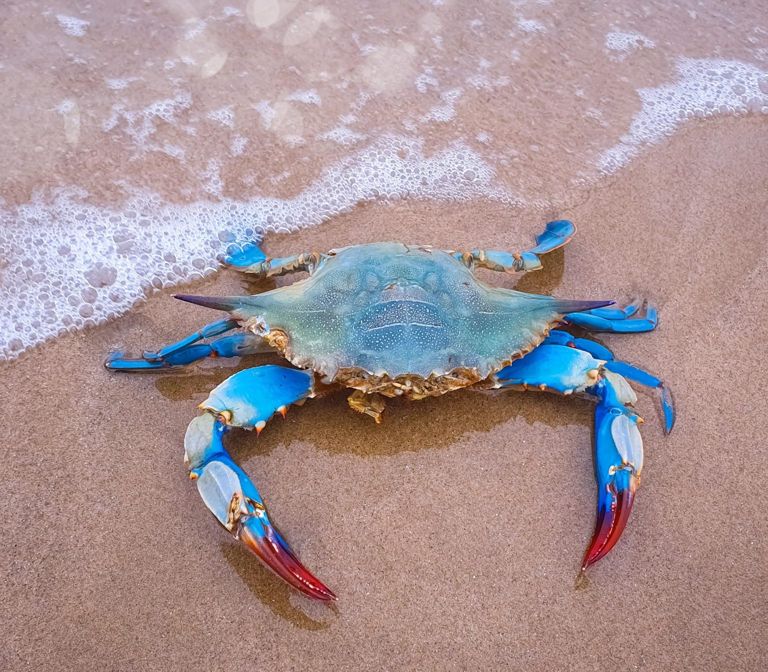 Parasitic Worms Could Help Save Chesapeake Bay’s Blue Crab Fishery