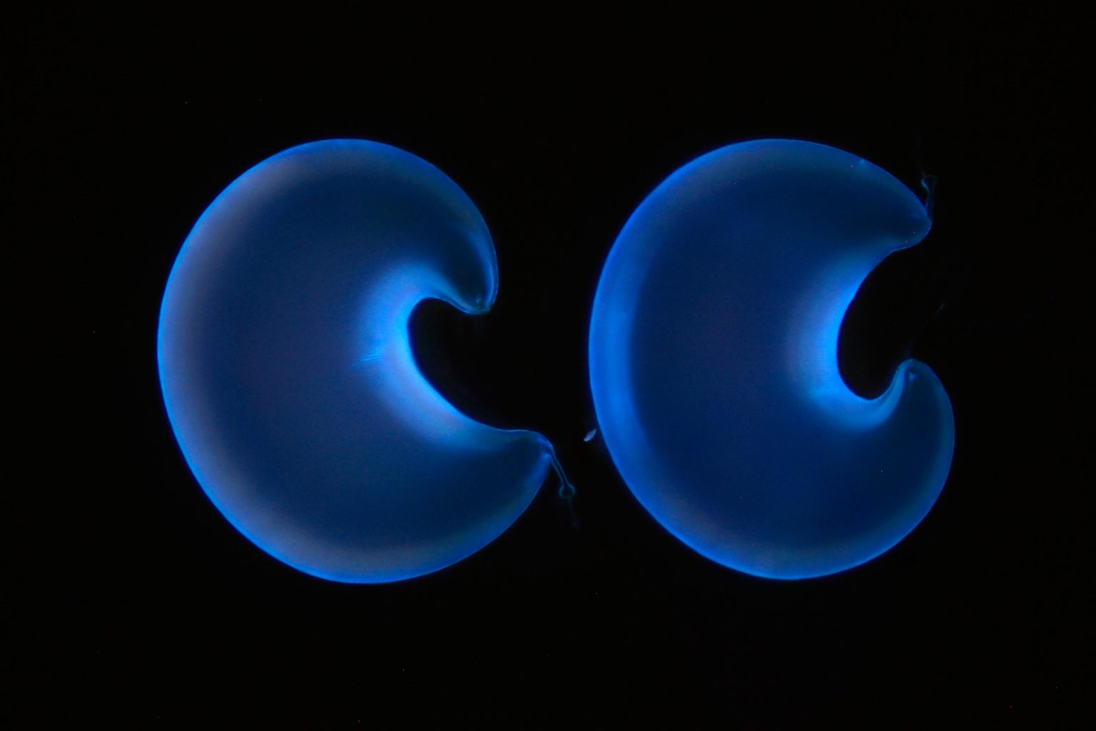 Zoologist Solves the Bizarre 100-Year-Old Mystery of the Floating ...