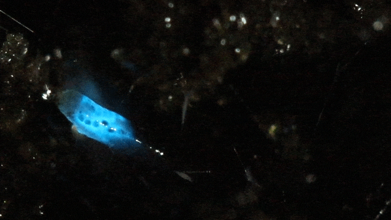 Unraveling the Mystery of Insect Bioluminescent Systems