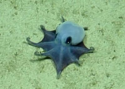 A Tiny Bright-Blue Octopus Found in the Galápagos Is Completely New to ...