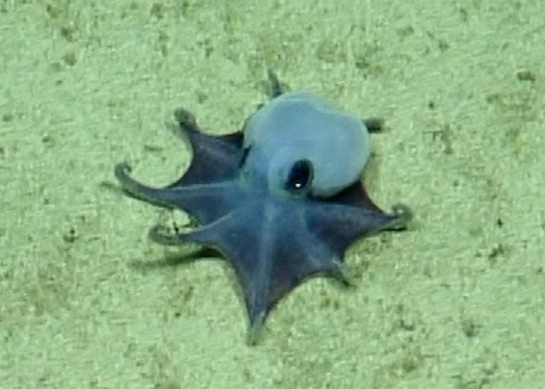 A Tiny Bright-Blue Octopus Found in the Galápagos Is Completely New to ...