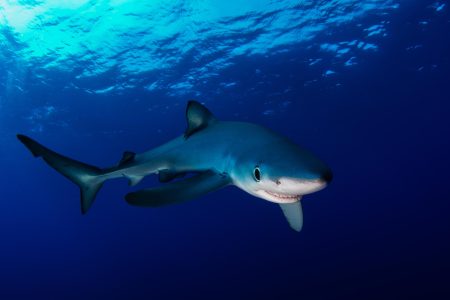 These Sharks Don’t Just Glow Blue – They Use Nanotech to Shift Color ...