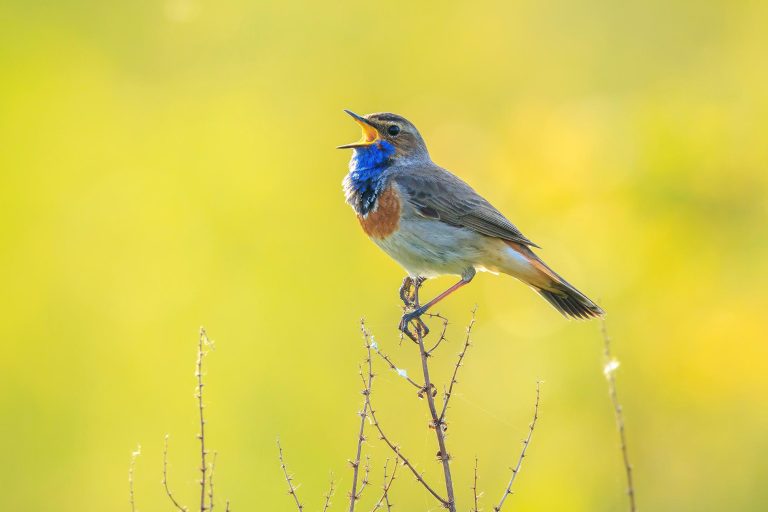 Scientists Find a Global ‘Language’ Hidden in Bird Calls