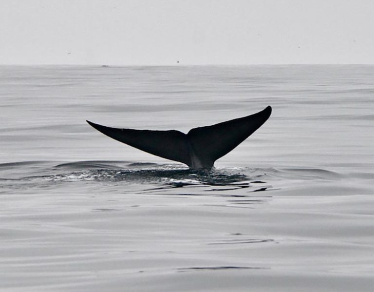 Sound Provides New Insight Into the Lives of Blue Whales – The Largest ...