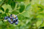 Global Blueberry Crisis: Devastating Fungus Rapidly Spreading Across ...