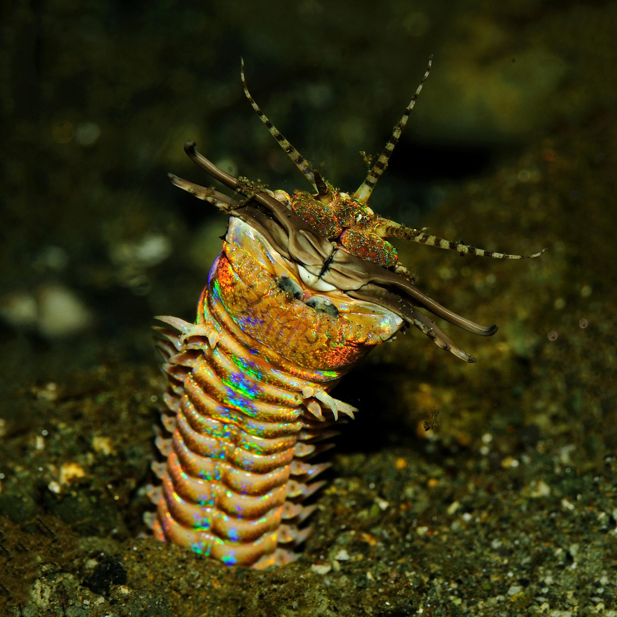 Giant Ambush-Predator Worms May Have Colonized the Seafloor Around 20 ...
