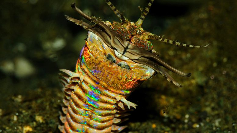 Scientists Have Discovered the Remains of Two 455 Million-Year-Old Worms