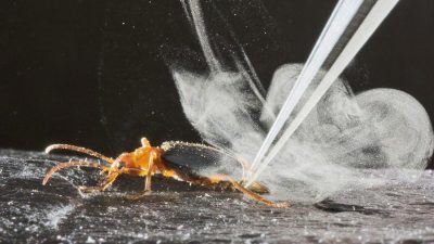 Chemistry Behind the Bombardier Beetle’s Extraordinary Firepower ...