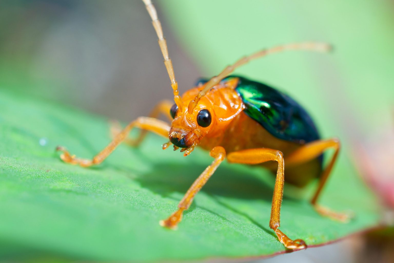 Chemistry Behind the Bombardier Beetle’s Extraordinary Firepower ...