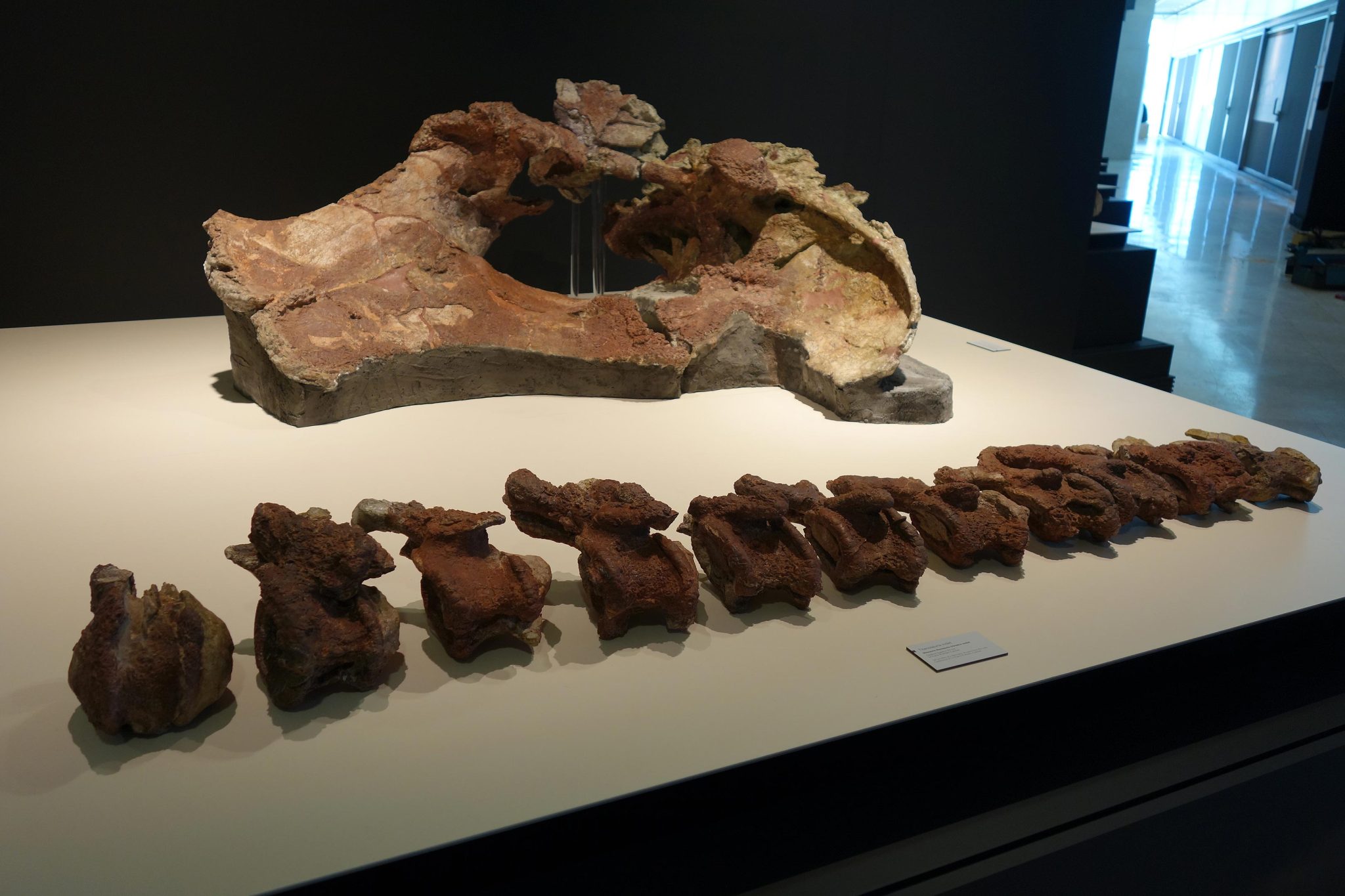 Stunning Paleontologists: 75-Million-Year-Old Sauropod Dinosaur ...