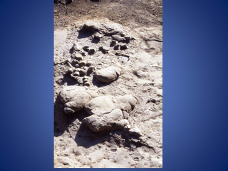 “Very Odd” New Sea Monster Identified After Decades of Mystery