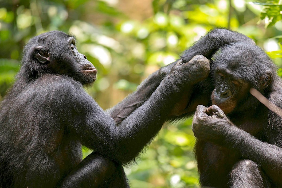 Peaceful Bonobos Reveal Evolutionary Secrets of Group Loyalty