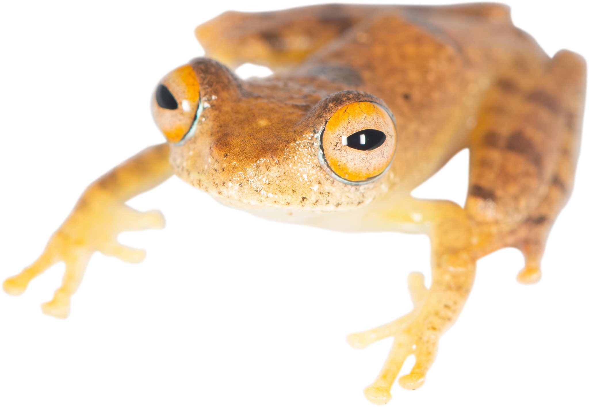 Not Science Fiction: Strange New Frog Species in Madagascar Sound Like ...