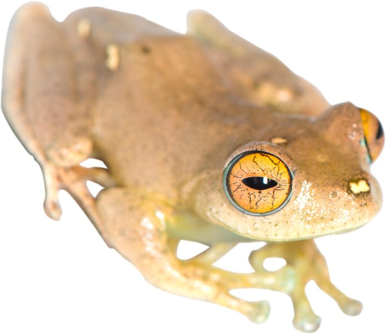 Not Science Fiction: Strange New Frog Species in Madagascar Sound Like ...