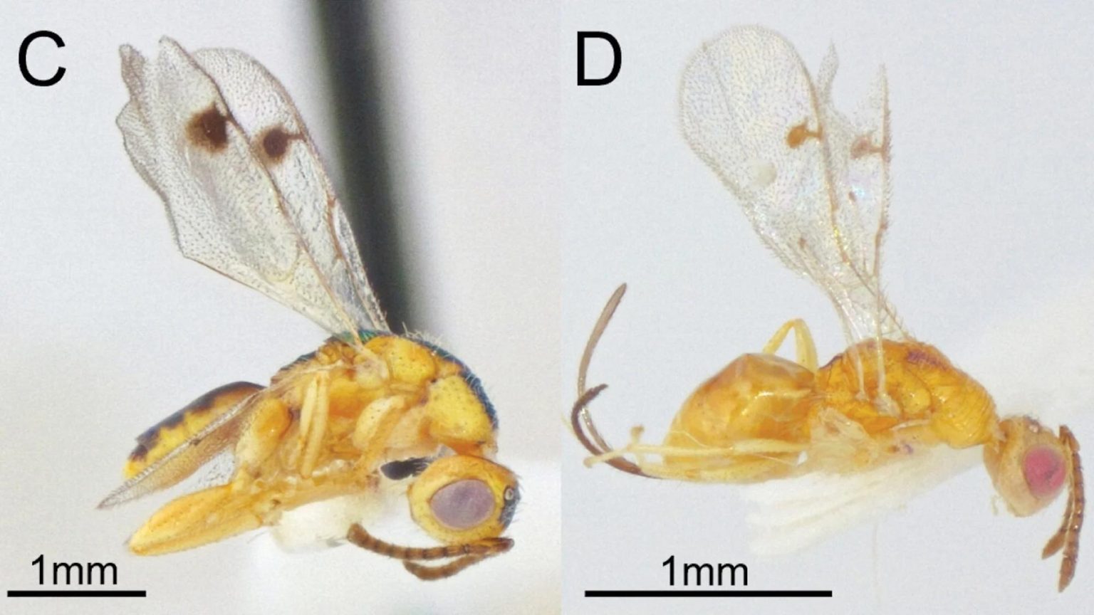 Scientists Discover Strange New Parasitic Wasp Species in the U.S.