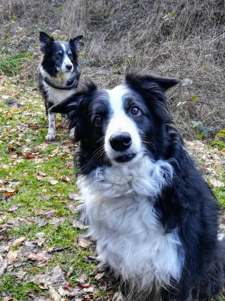 From Puppyhood to Senior Age: How Dogs’ Personality Changes Over Time