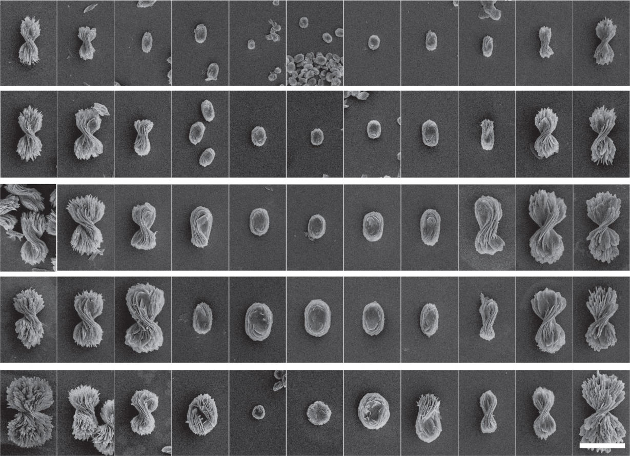 Breaking the Limits of Chiral Structures: First Time Control of Twist ...