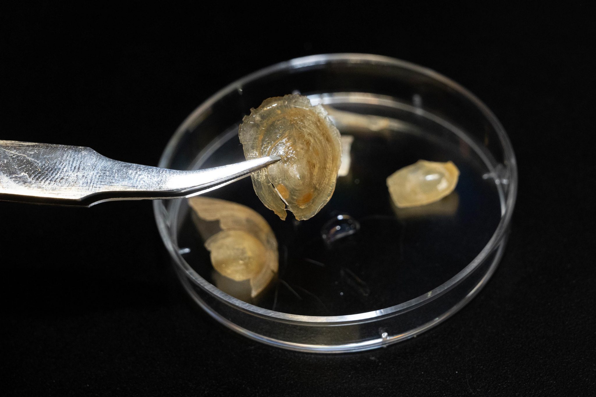 The Mystery of the Transforming Flexible Shell: Cryo-Tomography “Opened ...