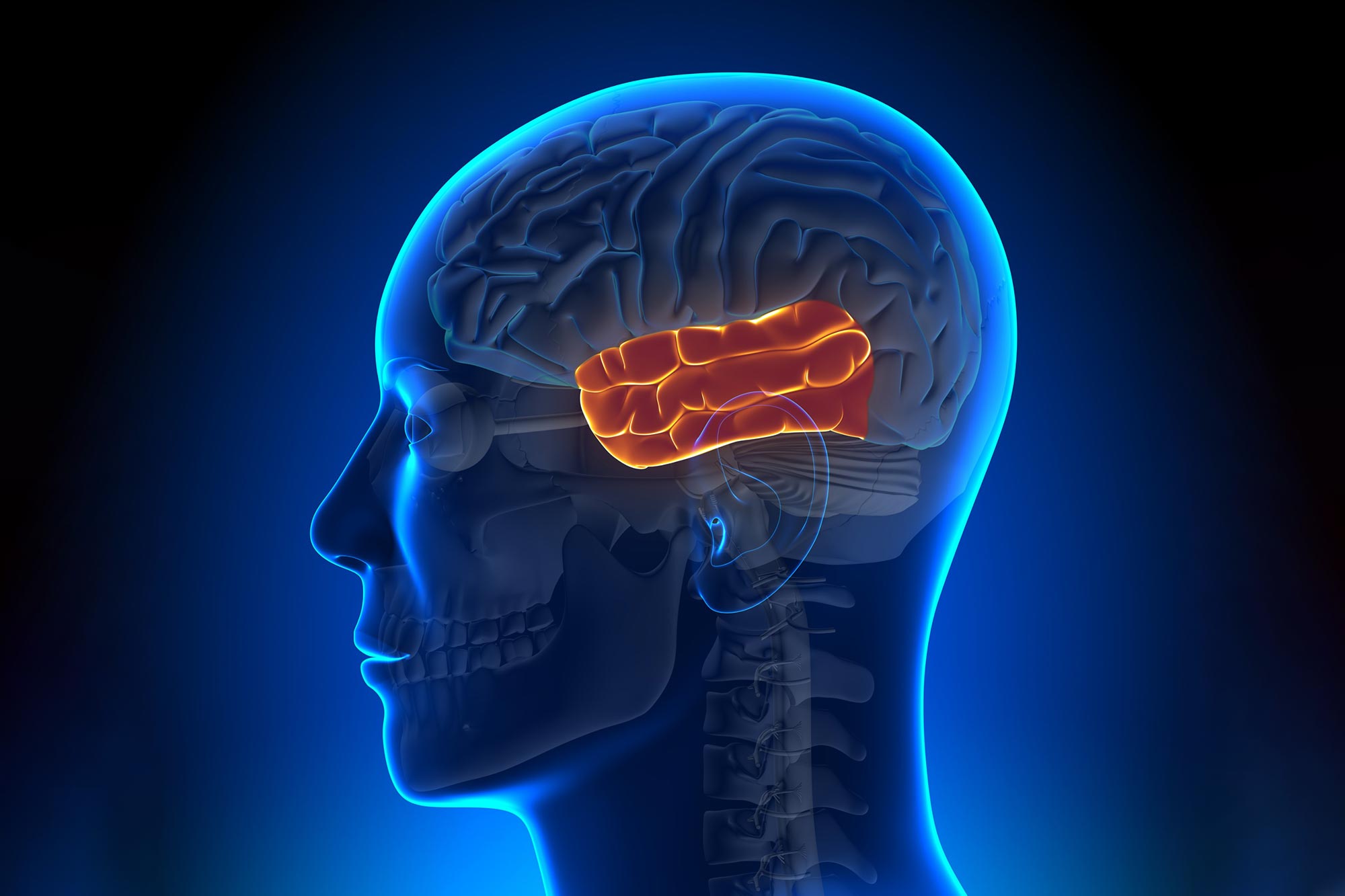 How Reading Reshapes Your Brain and Boosts Cognitive Power