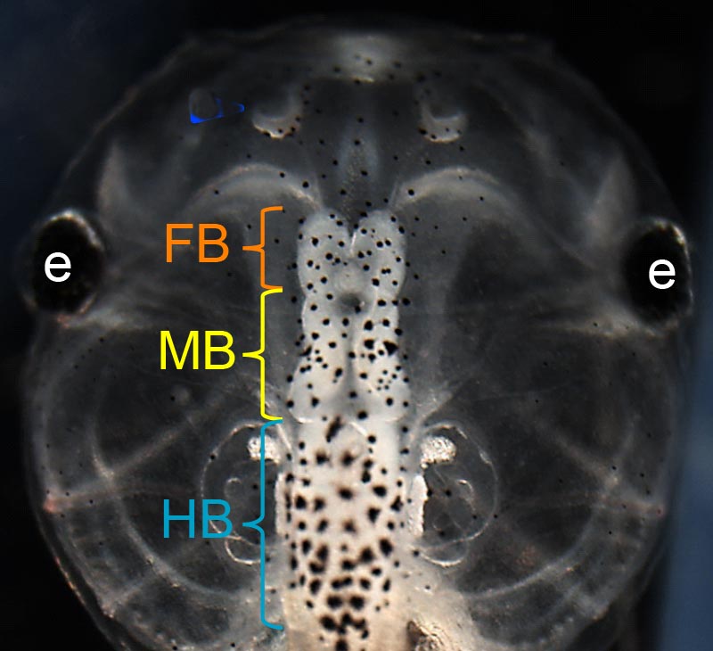 Bioelectric Drugs Can Repair and Prevent Defects in Developing Frog Brains