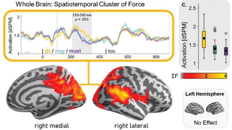 How Does Our Brain Separate the Factual From the Possible?