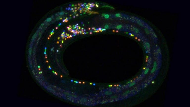 The Brain, in Living Color: Scientists Paint Multicolor Atlas of the Brain