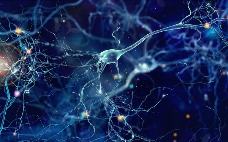 Stem Cell Biologists Turn One Form of Neuron Into Another