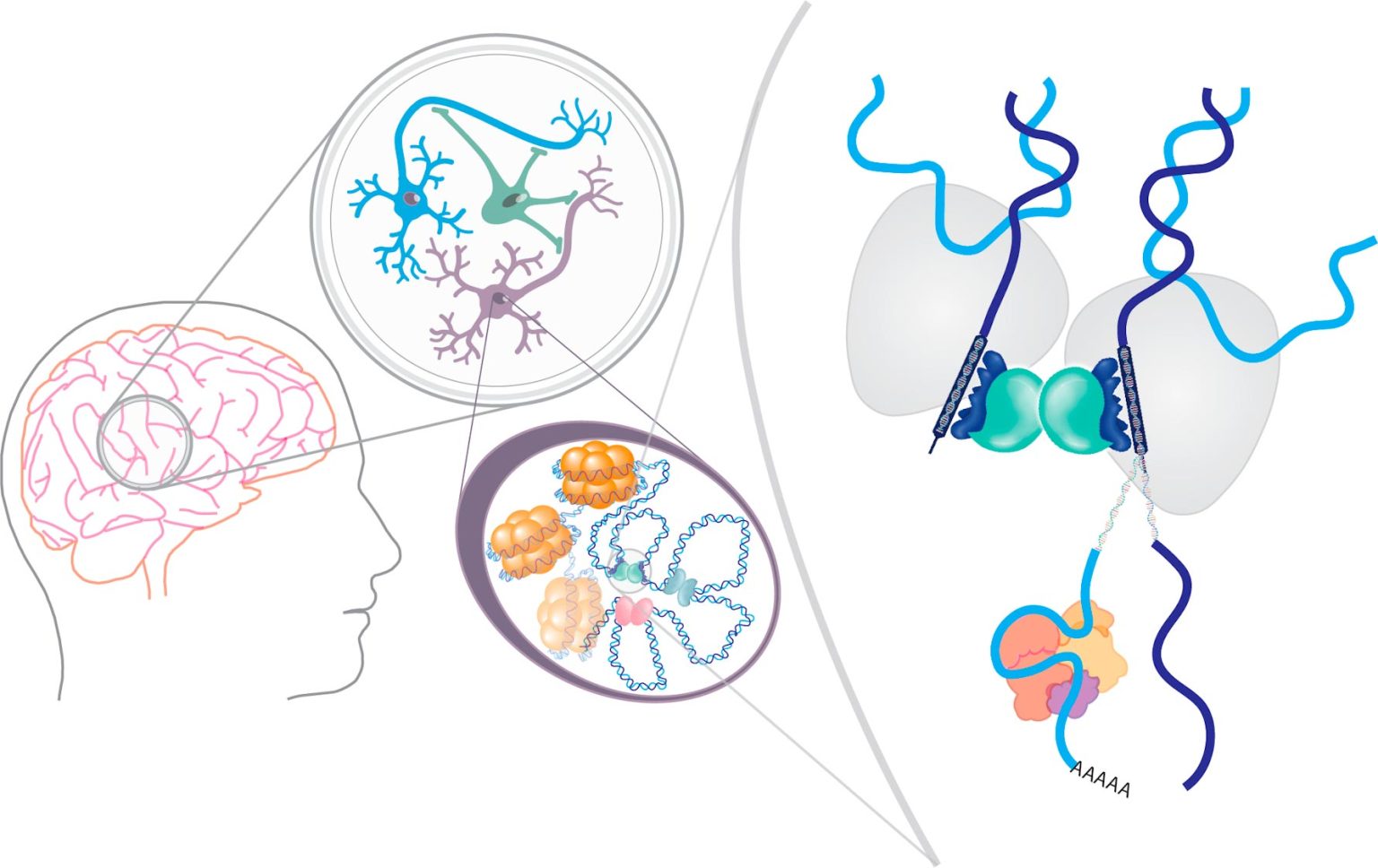 Counteracting Addiction: How Alcohol and Drugs Genetically Rewire Your ...