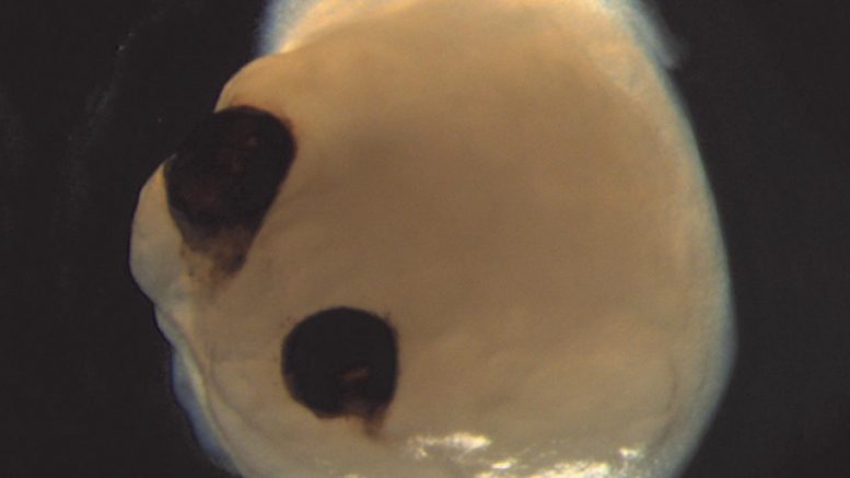 “Organoid Intelligence” – Revolutionary Biocomputers Powered by Human ...