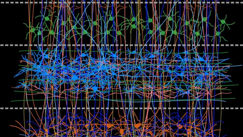 Bird Brains Are Surprisingly Complex: Extraordinary Cognitive Performance