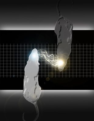 Electronically Linked Brains of Rats Communicate Directly to Solve ...
