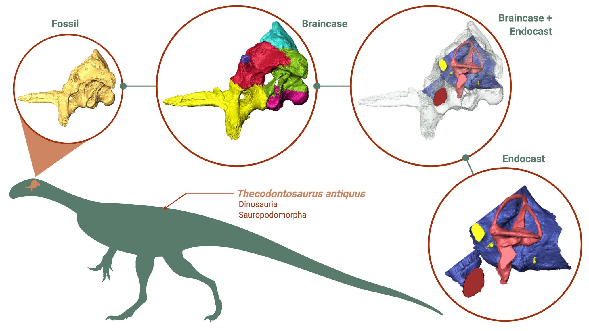 Pioneering Reconstruction Reveals Surprising Insights Into Early Dinosaur’s Brain, Eating Habits ...