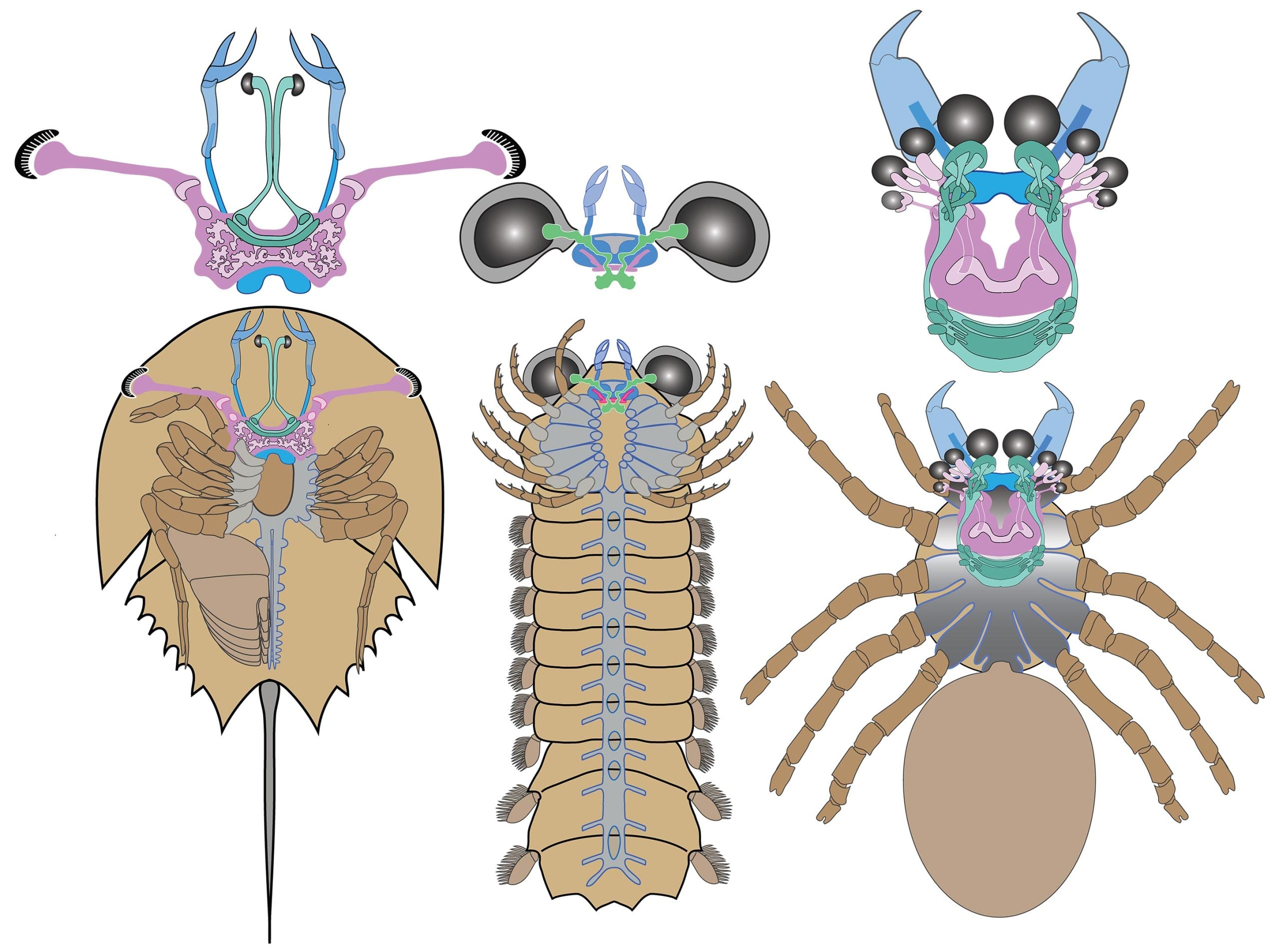 This 500-Million-Year-Old Sea Creature Had a Brain Like a Spider