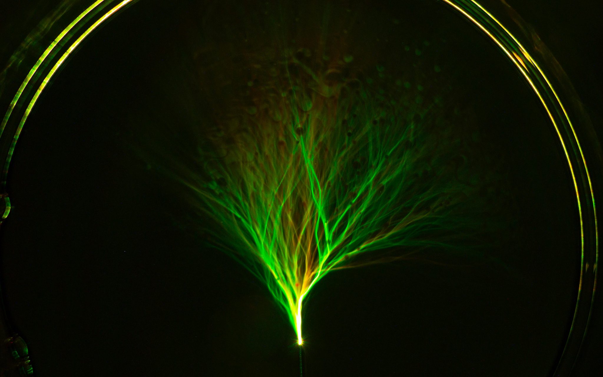 Branched Flow of Light Observed for the Very First Time