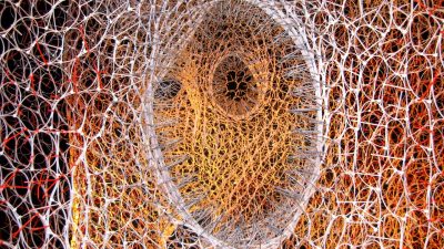 Shapeshifting Structures: Can Buildings Evolve Like Organisms?