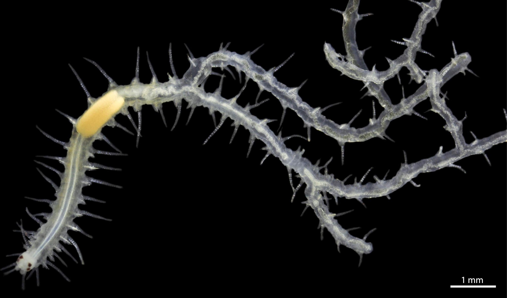 Bizarre Branching Worm With Dividing Internal Organs Discovered Growing ...