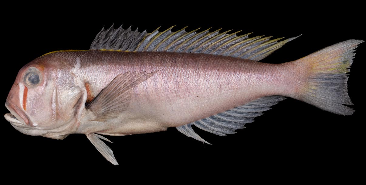 Named After An Anime Character Researchers Discover New Deep Sea Fish Named After An Anime Character Researchers Discover New Deep Sea Fish