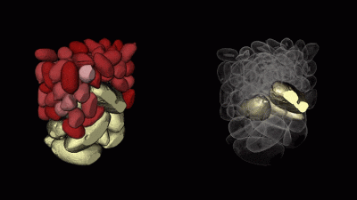Nuts About Science: The Brazil Nut Effect Shakes Up Physics