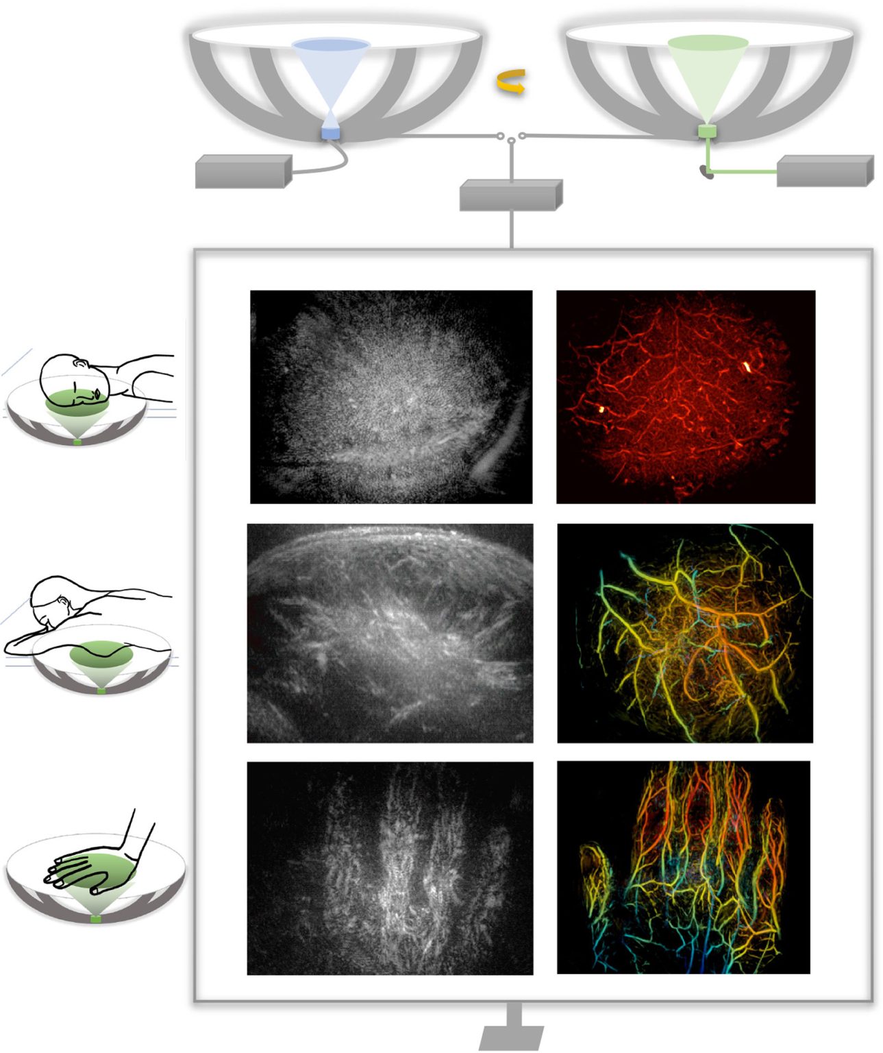 Scientists Develop a New Way To See Inside the Human Body Using 3D ...