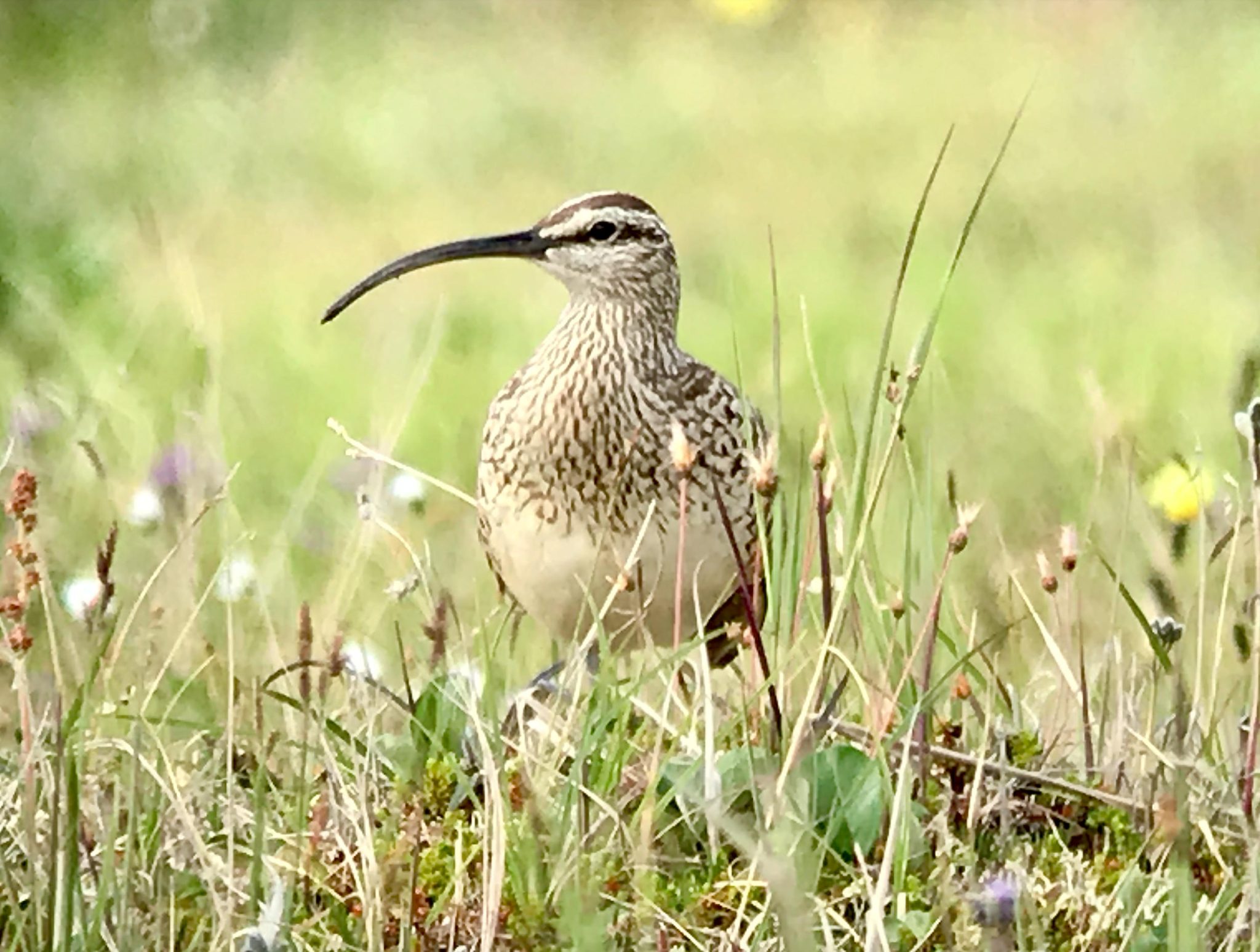 Earth’s Most Unique Birds Face the Greatest Danger of Extinction