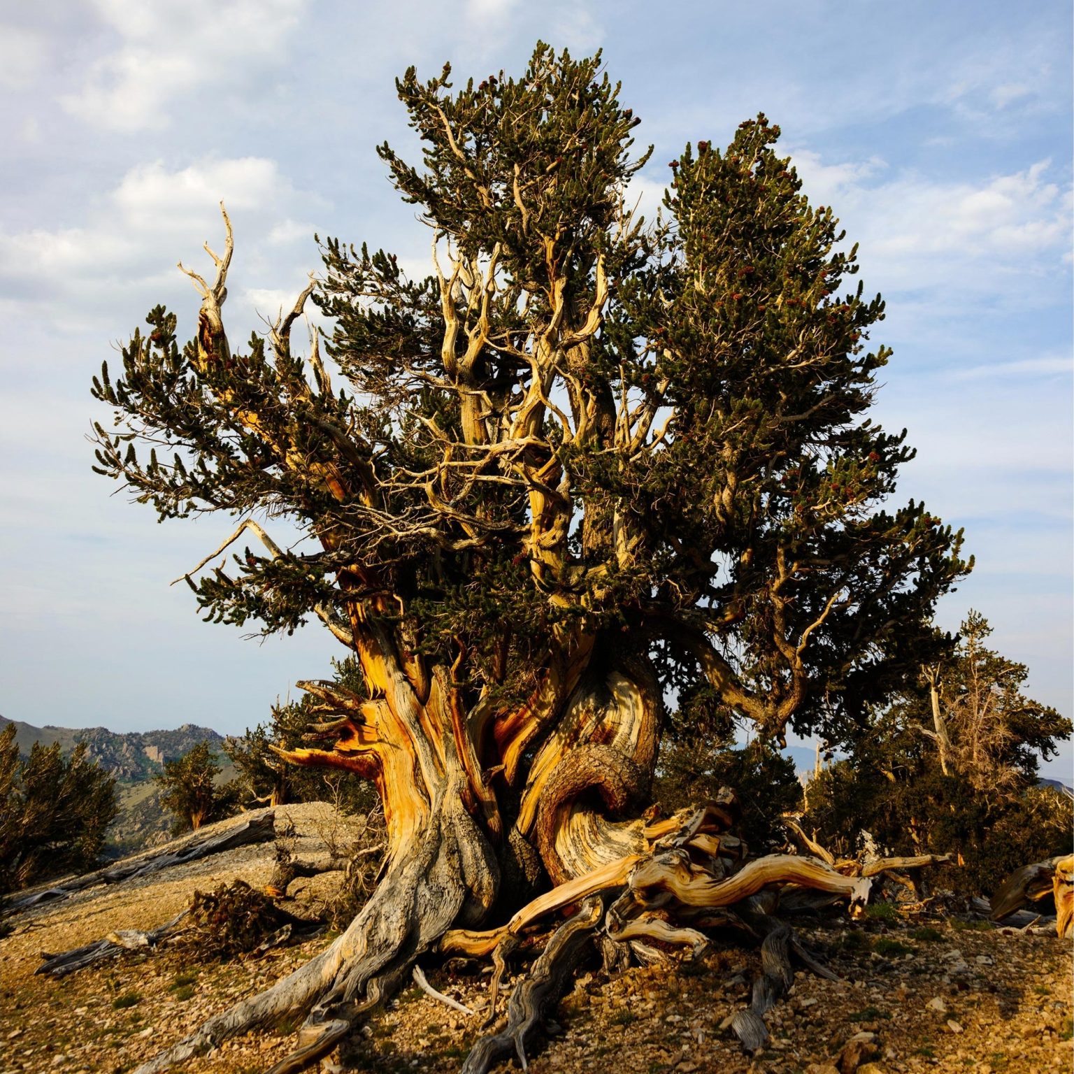 Massive Carbon Storage: Protecting Very Old Trees Can Help Mitigate ...