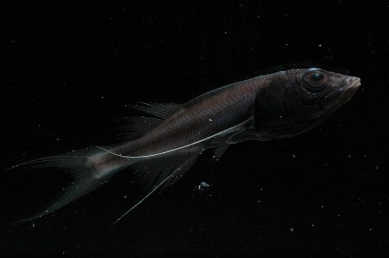 How Did Ancient Fish Colonize the Deep Sea?